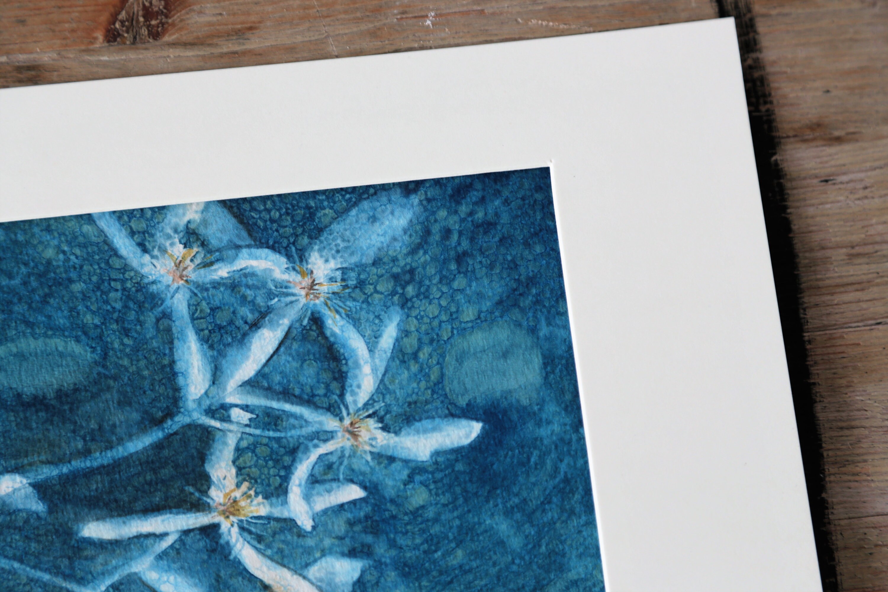 Original Wet Cyanotype Print Clematis, Mixed Media Cyanotype on Paper ...