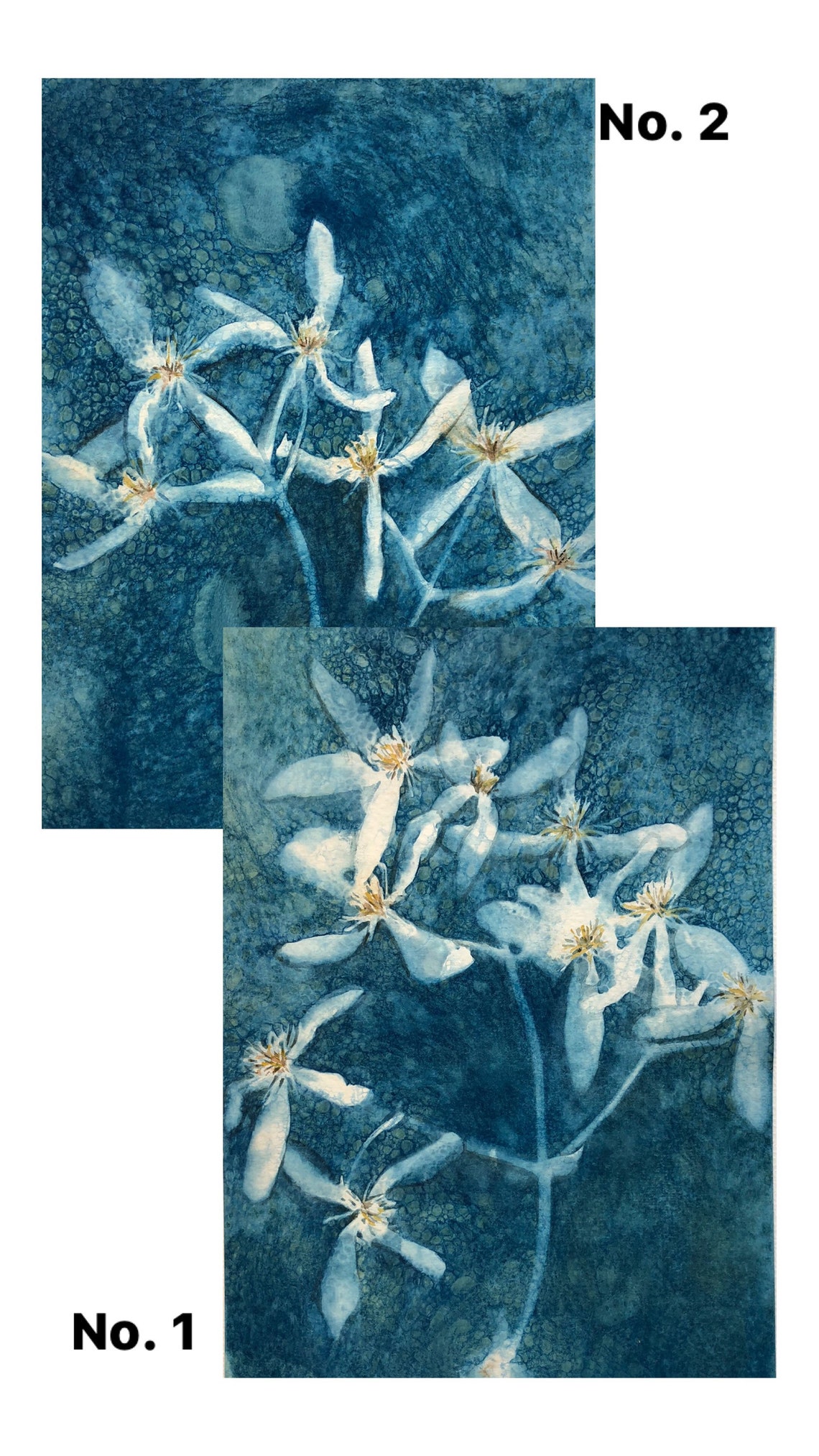 Original Wet Cyanotype Print Clematis, Mixed Media Cyanotype on Paper ...