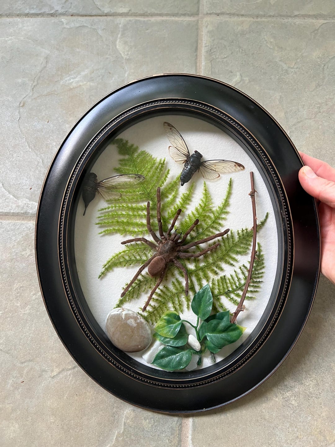 Tarantula Chasing Two Cicadas Taxidermy Art - Etsy