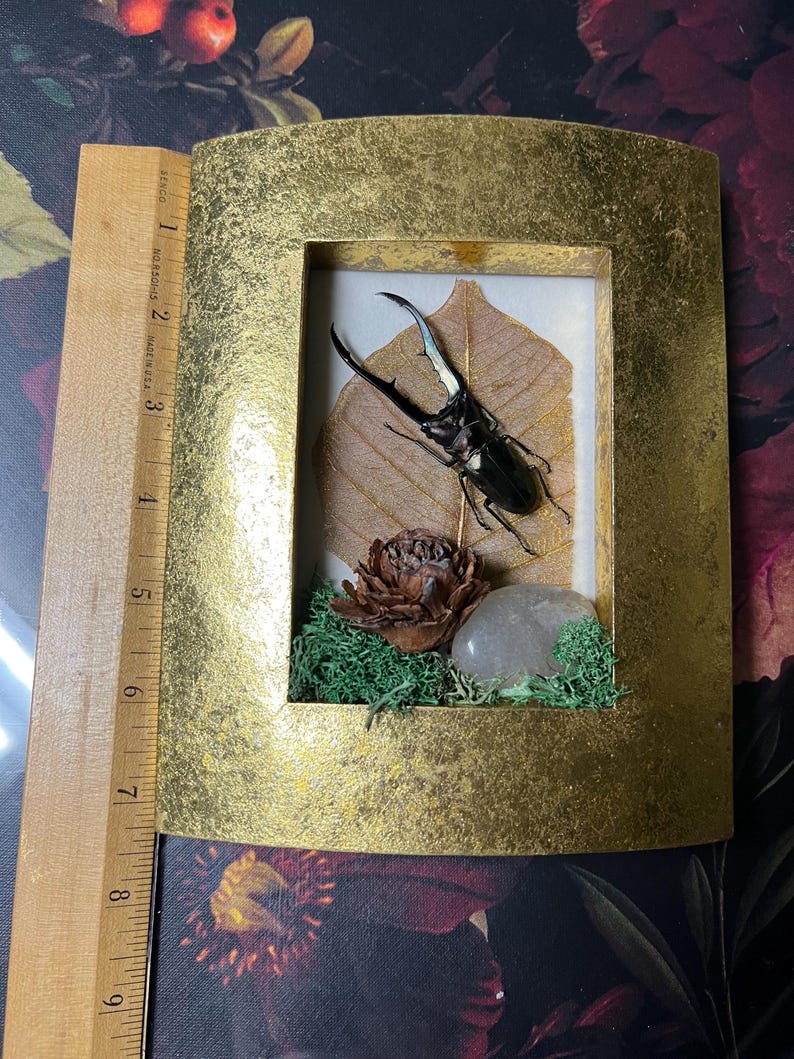 Real Taxidermy Male Stag Beetle Framed Art - Etsy