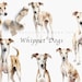 Whippet Dog Watercolor Clipart Set for Commercial Use - Whippet Dog ...
