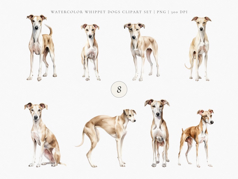 Whippet Dog Watercolor Clipart Set for Commercial Use - Whippet Dog ...
