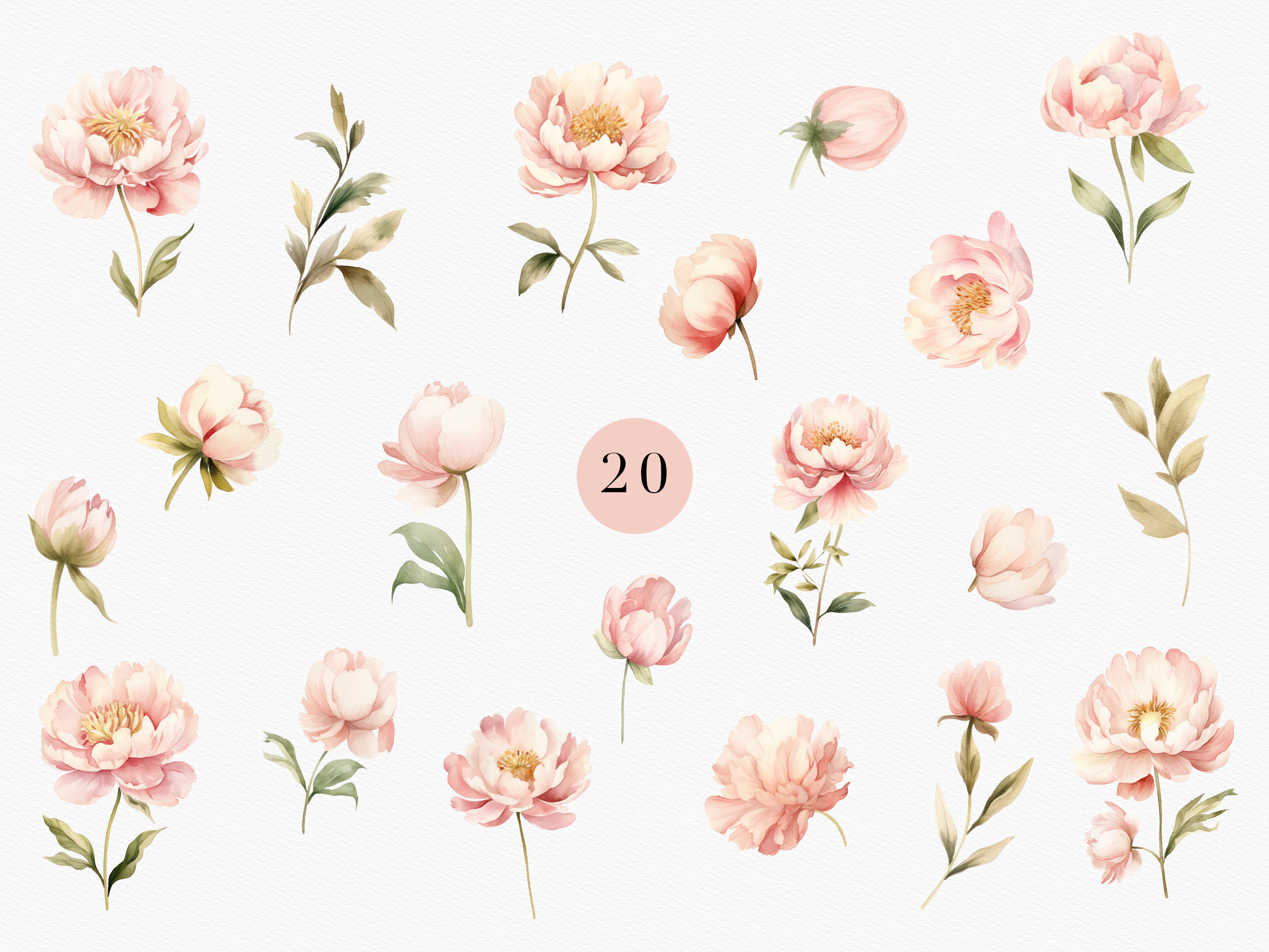Watercolor Peonies Clipart Set for Commercial Personal Use - Peony ...