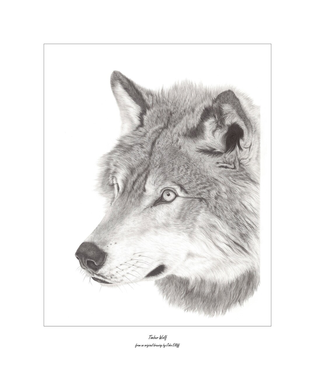 Timber Wolf Wall Art, Pencil Drawing, Limited Edition Fine Art Print ...