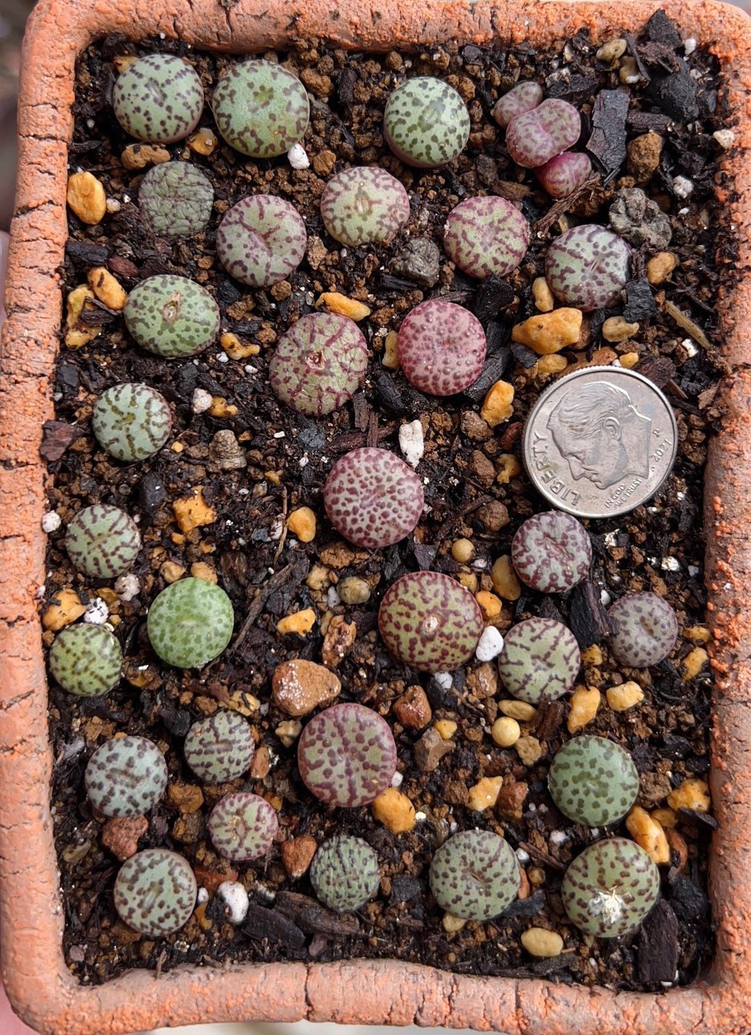 Conophytum Obcordellum picturatum霓虹安贞/live Plants/rare Succulents - Etsy