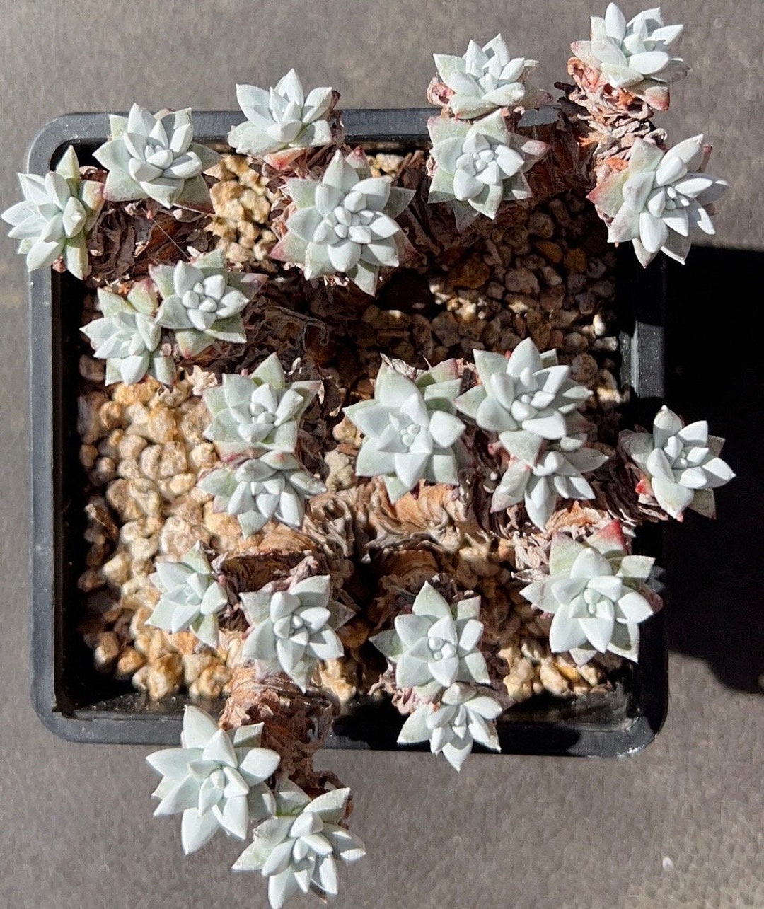 Korea Imported Rare Succulent Dudleya Gnoma 白菊/格诺玛 - Etsy