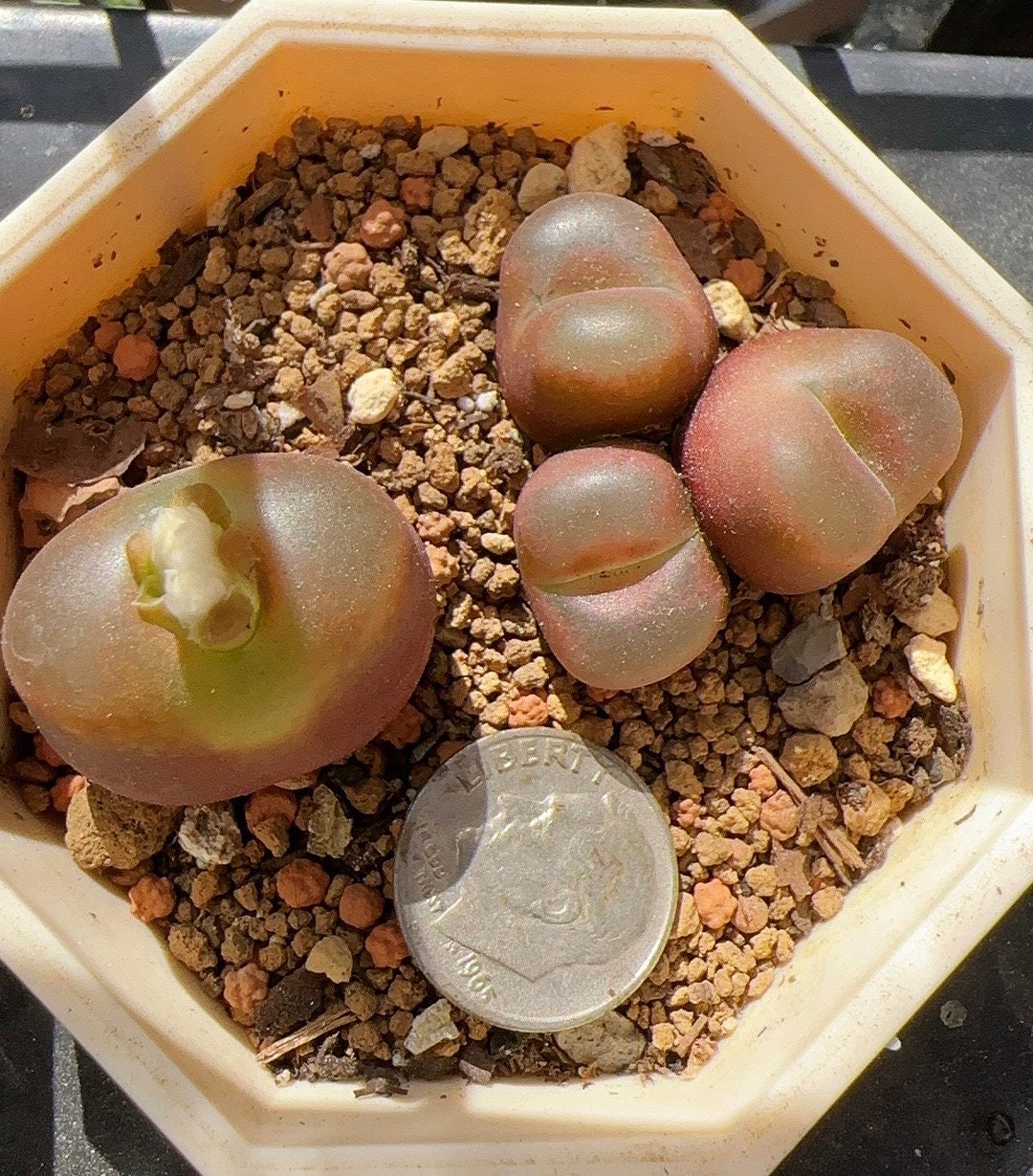 Conophytum Maughanii 1804（ Ruby） /live Plants/rare Succulents - Etsy
