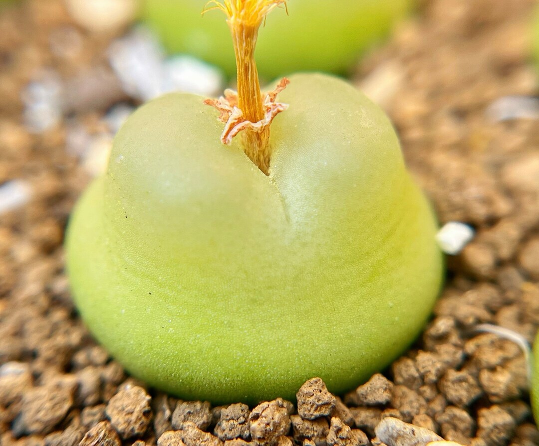 Conophytum Ratum Japanese Import Model 1473.19 /rare Succulents /live ...