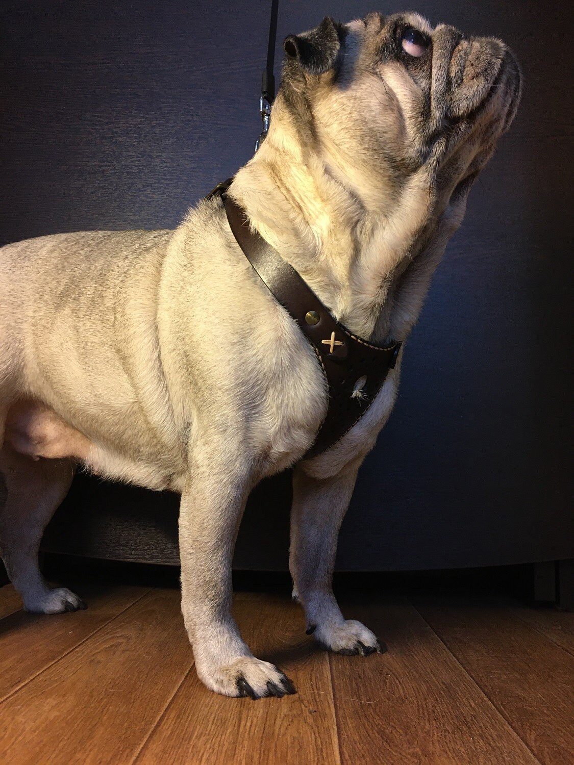 Dog Harness Pattern Dog Harness Pattern Pnf Harness Pattern - Etsy