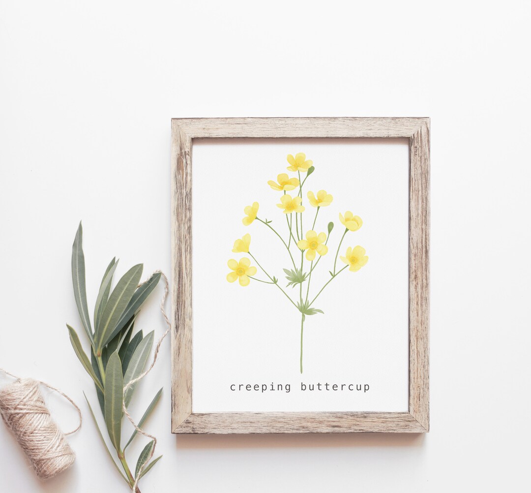 Creeping Buttercup Wall Art, Botanical Art Print - Etsy