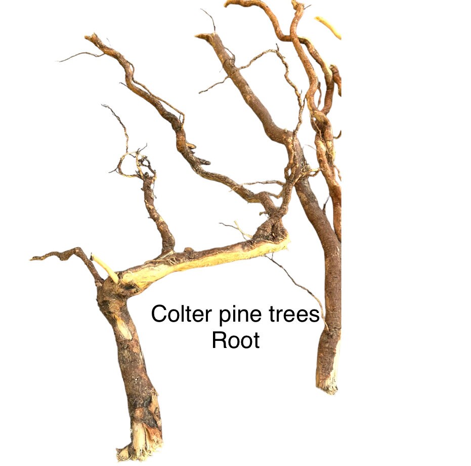 Roots of Colter Pine Trees Caused by Mudslide II Unique Southern ...