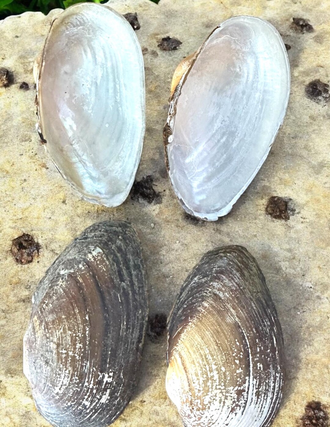 Gorgeous Fresh Water Pearled Clam for Crafting or Natural Decorative ...