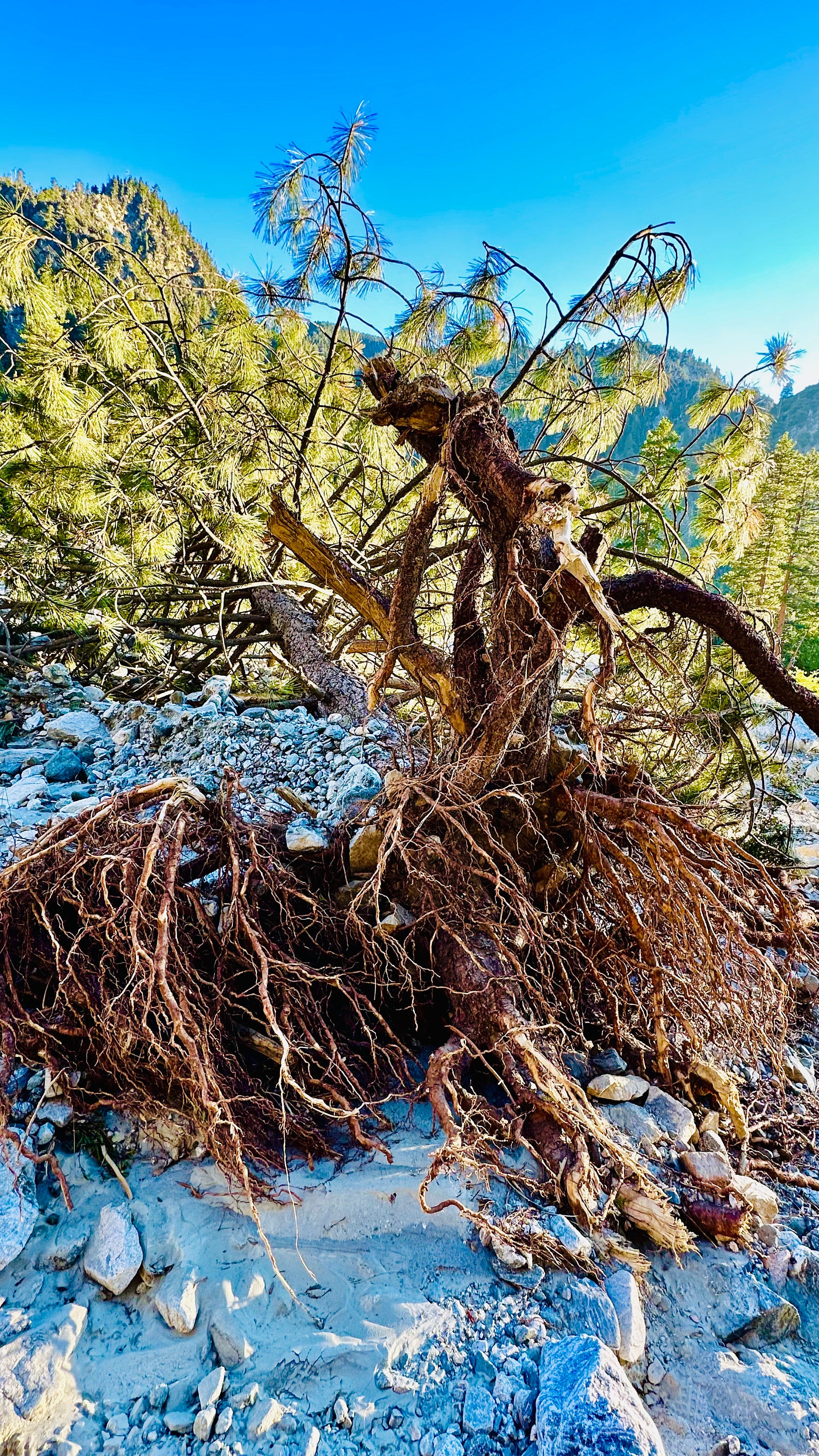 Roots of Colter Pine Trees Caused by Mudslide II Unique Southern ...