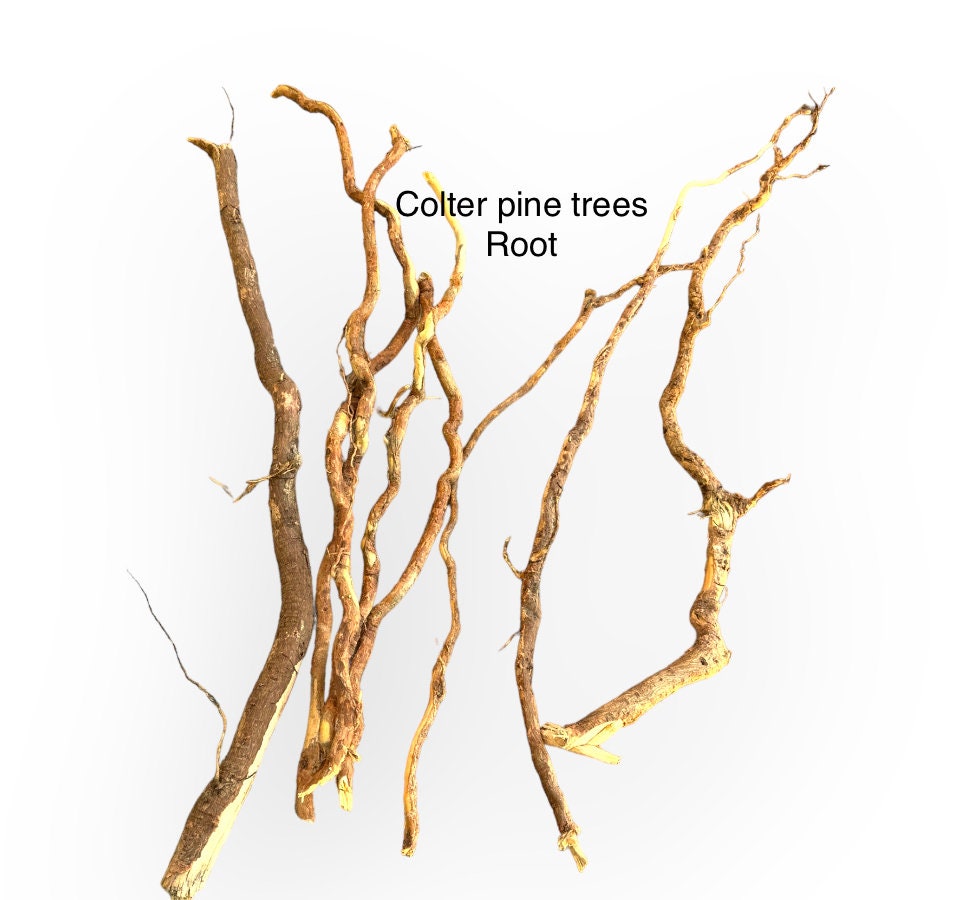 Roots of Colter Pine Trees Caused by Mudslide II Unique Southern ...