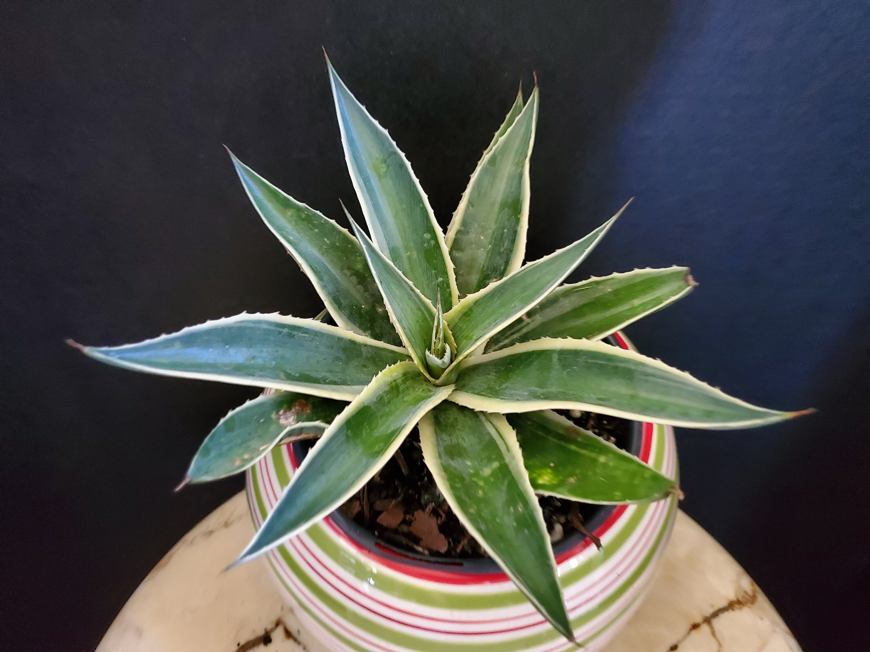 Mangave 'Navajo Princess' Succulent/Cactus Plant | Etsy