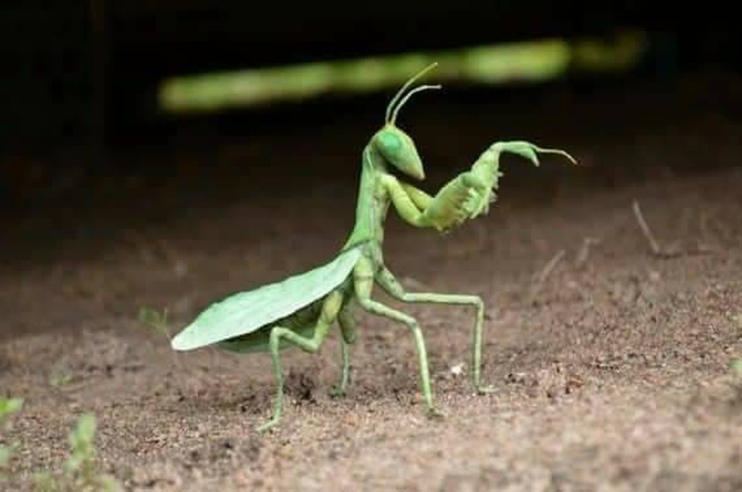 Praying Mantis Figurine, Bug Insect Decoration - Etsy