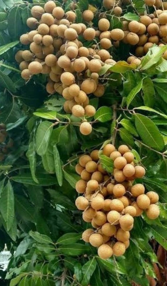 Longan Fruit Tree