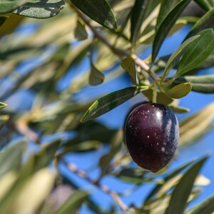 3 Arbequina Olive Starters, 3-4 Inches, Well Rooted - Etsy