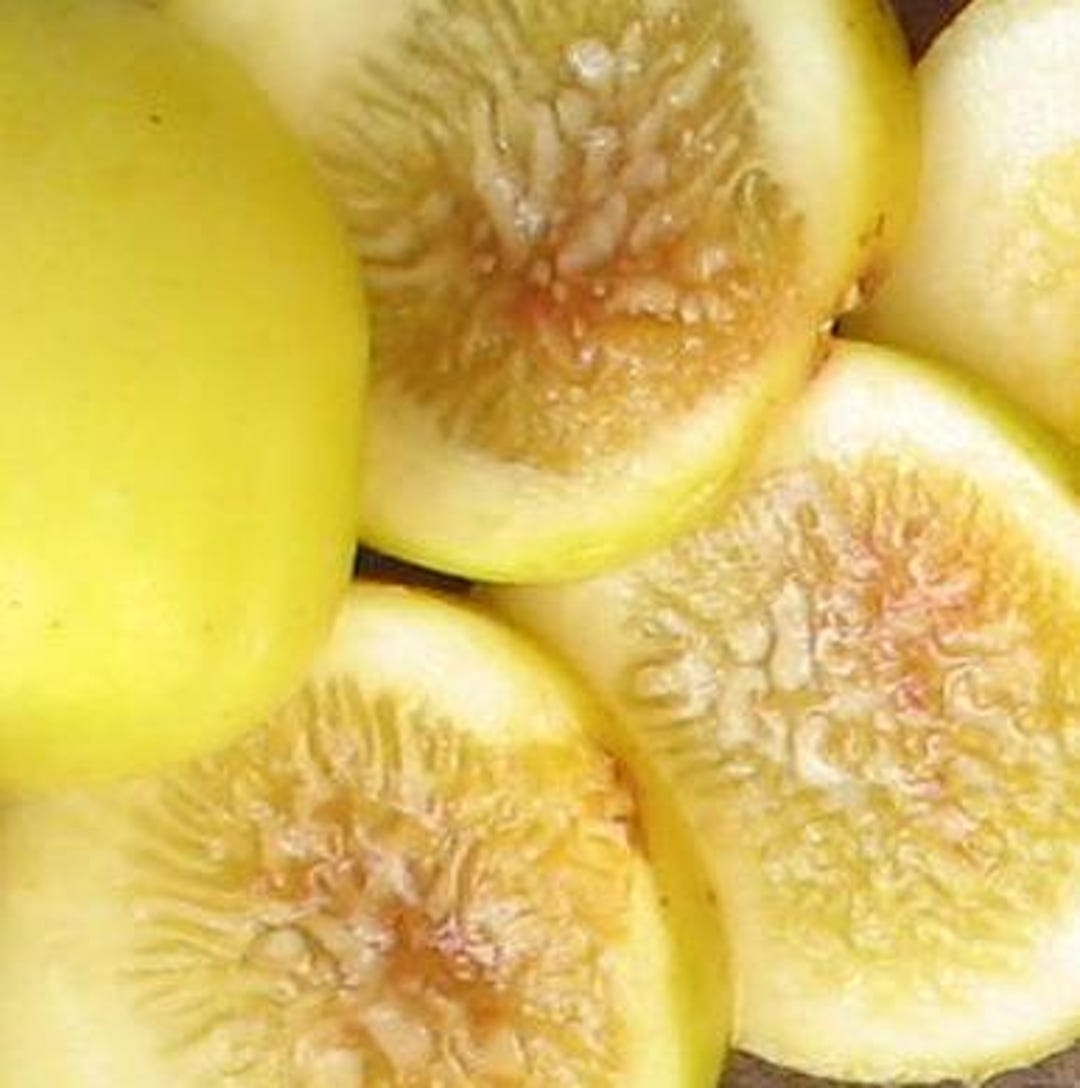 Yellow Long Neck Fig Tree Starter Plant, 3-5 Inches Tall, Well Rooted ...
