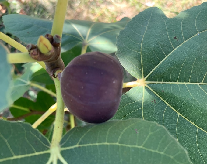 Mature Beers Black Fig Tree: Edible Purple Fruit, Live Plant - Etsy