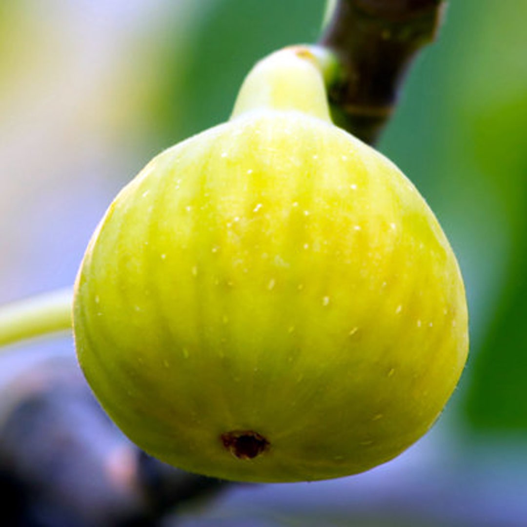 Yellow Long Neck Fig Tree Starter Plant 3-5 Inches Tall Well - Etsy