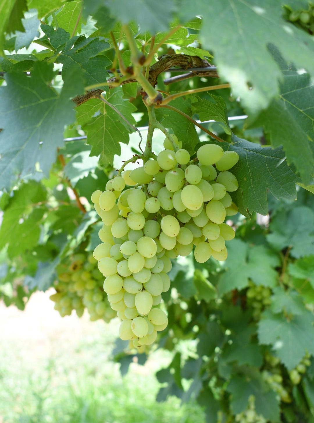 Niagara Grape Vine Starter , 4-6 Inches Tall, Well Rooted - Etsy