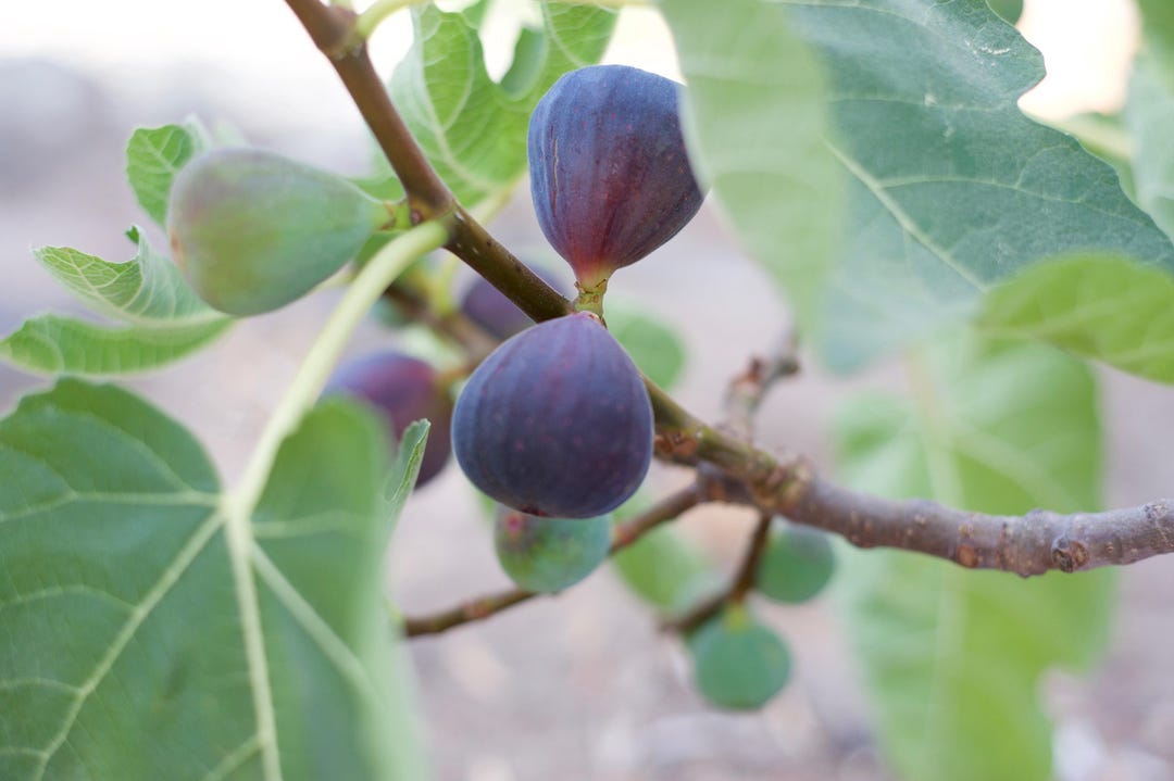 Fig Tree Starters, 3-5 Inches Tall, Well Rooted - Etsy