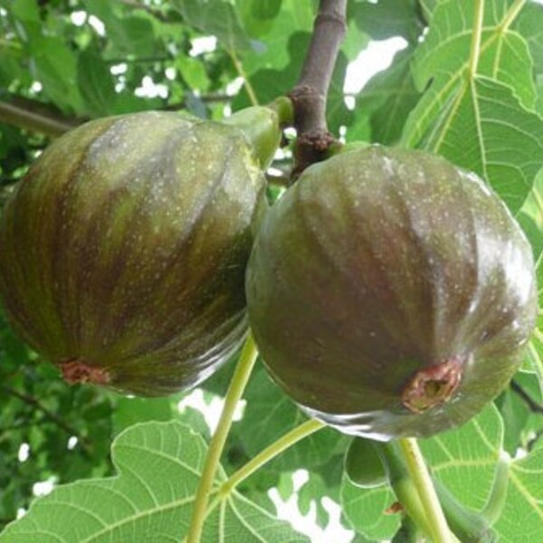 Fig Cuttings - Etsy Canada