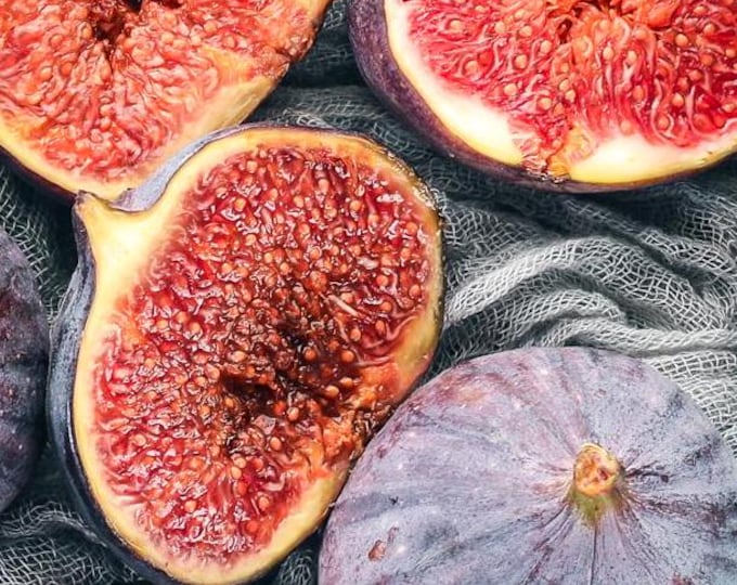1 Cdd Roja Fig Cutting for Rooting or Grafting - Etsy