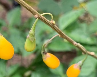 Golden Yellow Goji Berry Plants Wolf Berry Organic Superfood Yellow ...