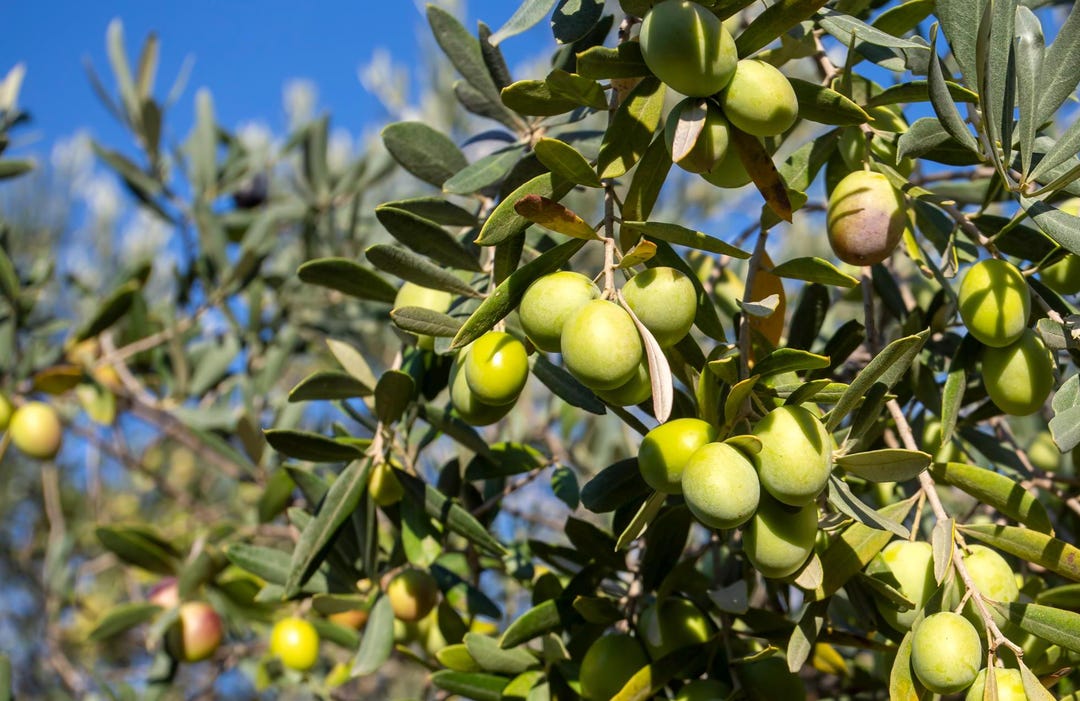 3 Arbequina Olive Starters, 3-4 Inches, Well Rooted - Etsy