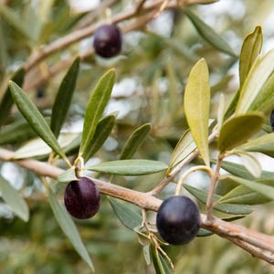 3 Arbequina Olive Starters, 3-4 Inches, Well Rooted - Etsy