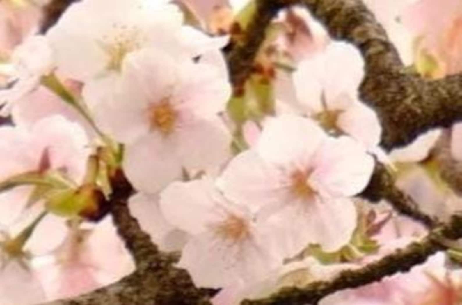 Japanese Yoshino Cherry Blossom Tree, 6-8 Inches Tall, Well-rooted - Etsy