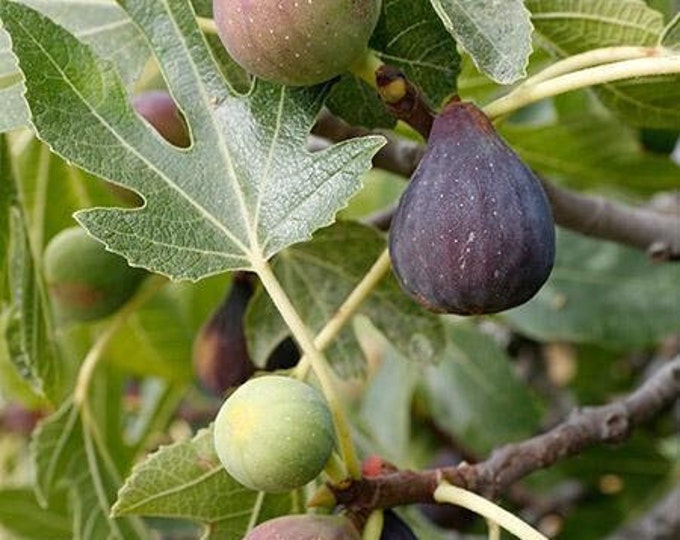 Hardy Fruit Plants 50+ Ge Neri Italian Fig Seeds - Ficus Carica Fruit ...
