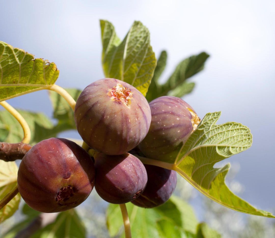 2 Olympian Fig Tree Starter, Well Rooted, 2-3 Inches Tall - Etsy