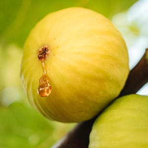 Yellow Long Neck Fig Tree Starter Plant, 3-5 Inches Tall, Well Rooted ...