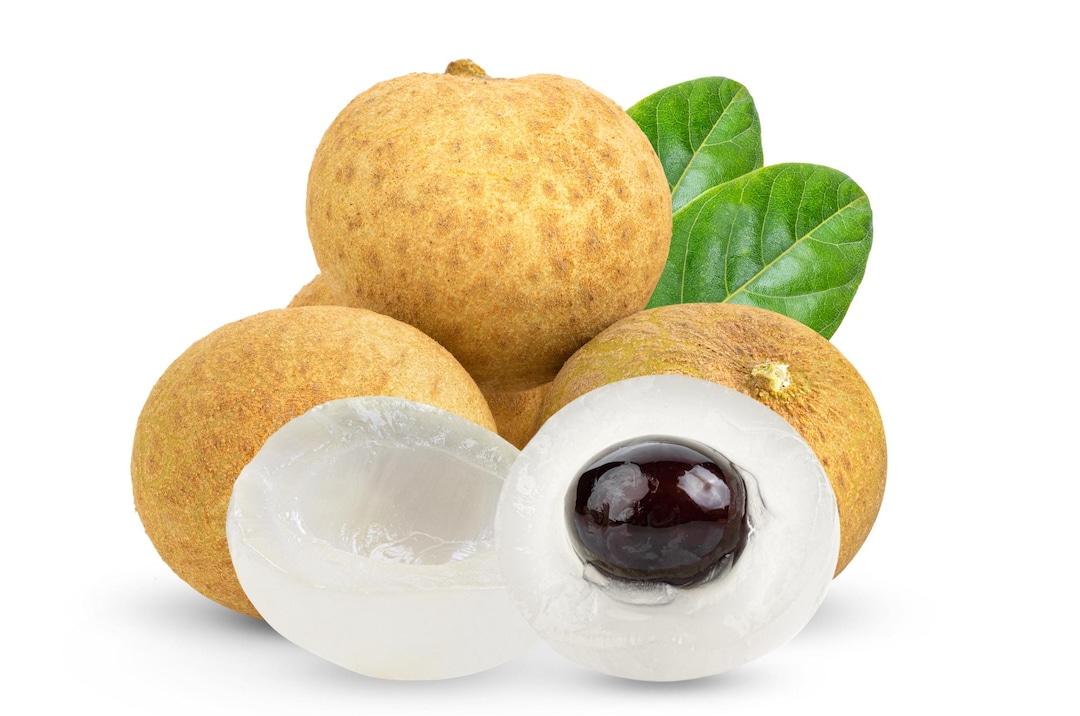 Exotic Fruit Tree Longan Aka Dragon Eye Starter, 2-3inches - Etsy