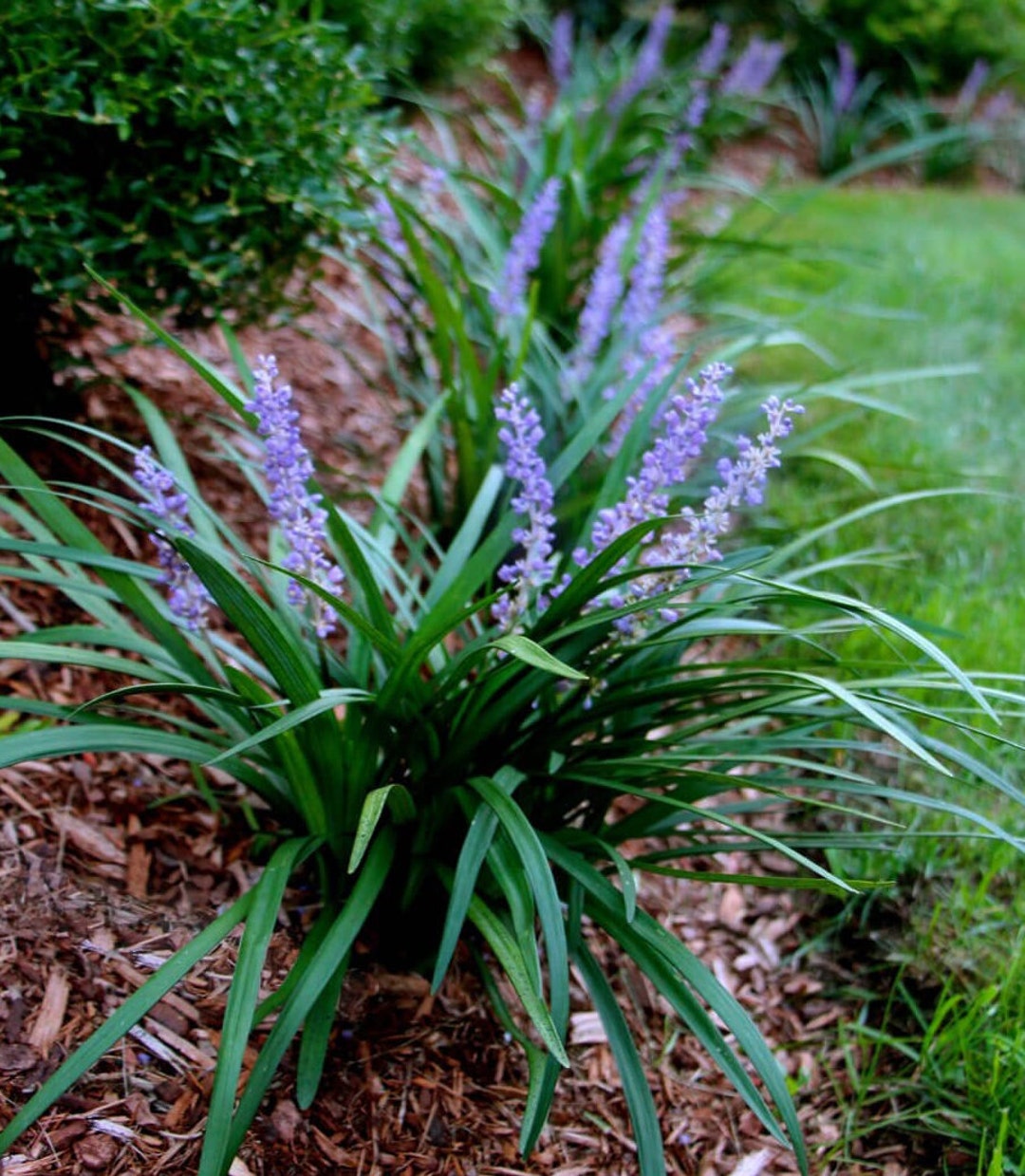 30 Lily Turf AKA Liriope Starter Plants, Bareroots - Etsy Canada