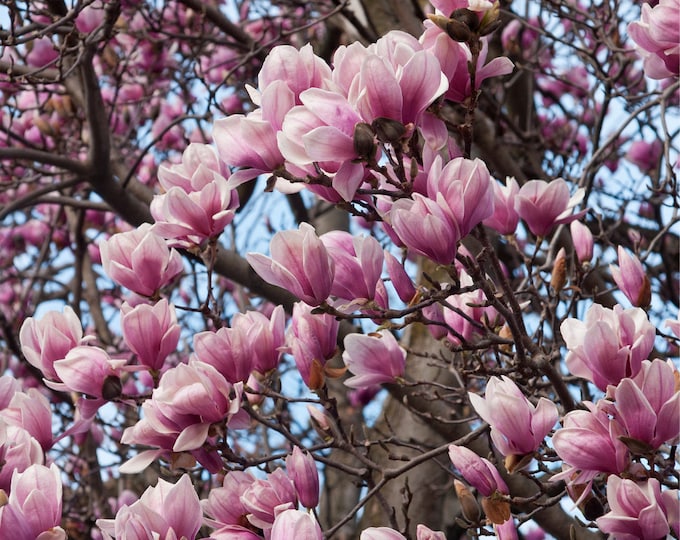 Magnolia Tree, 'yellow Bird' Magnolia Tree Seeds, 5 Seeds/order - Etsy