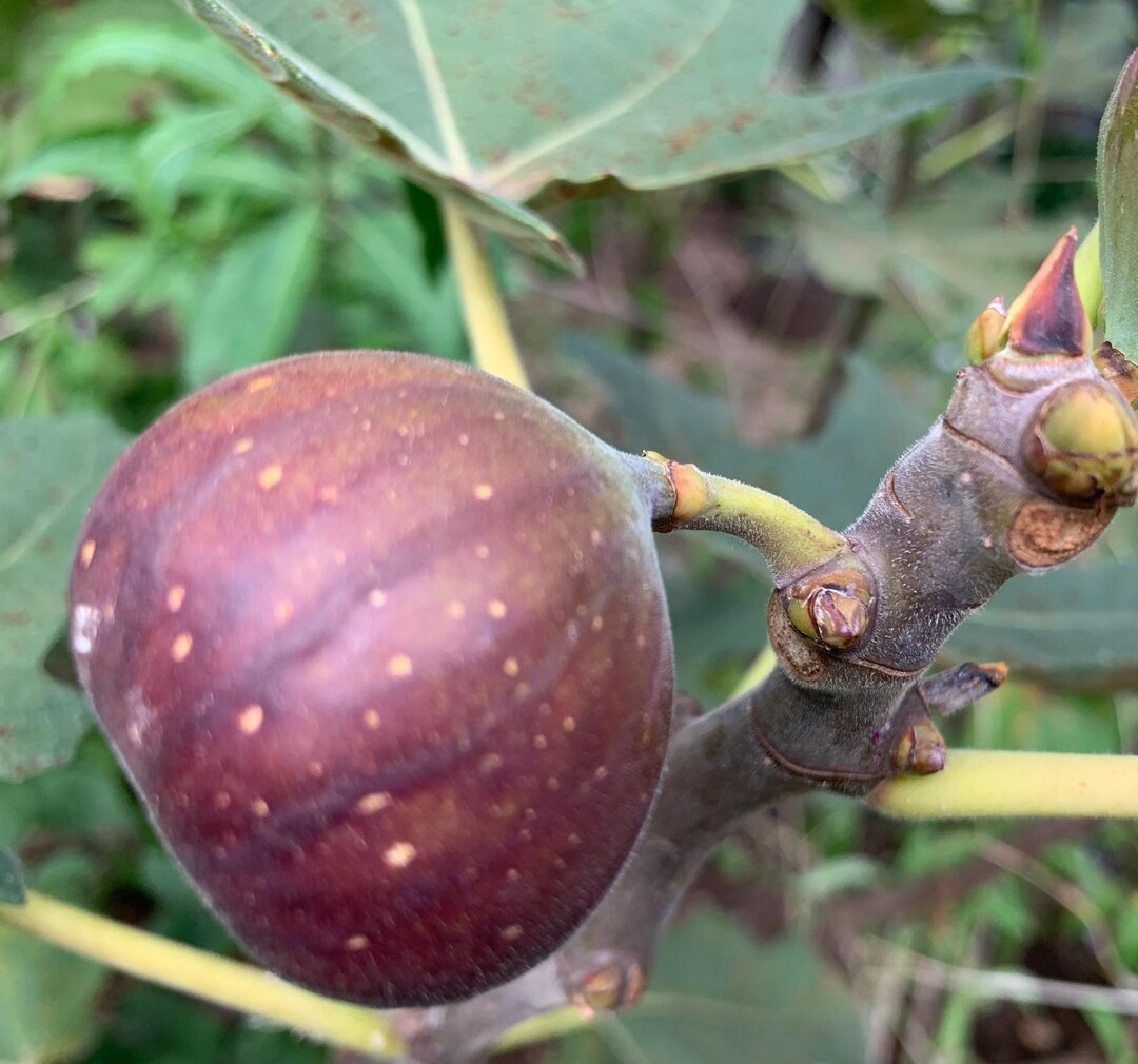 2 Celeste Fig Tree Starters, Well Rooted, 2-3 Inches Tall - Etsy