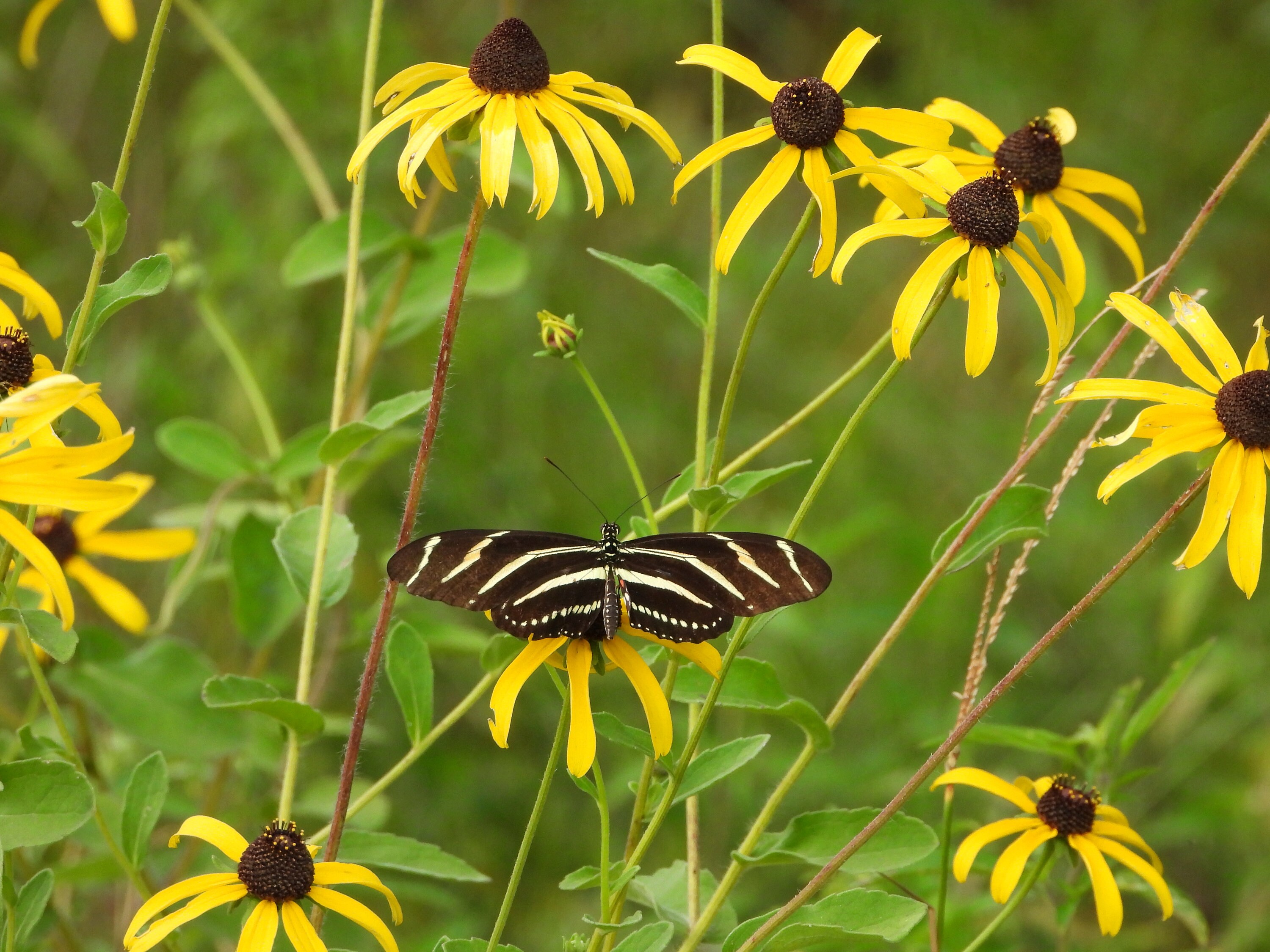 Beautiful Zebra Longwings Butterfly on Flowers Wildlife Photography ...