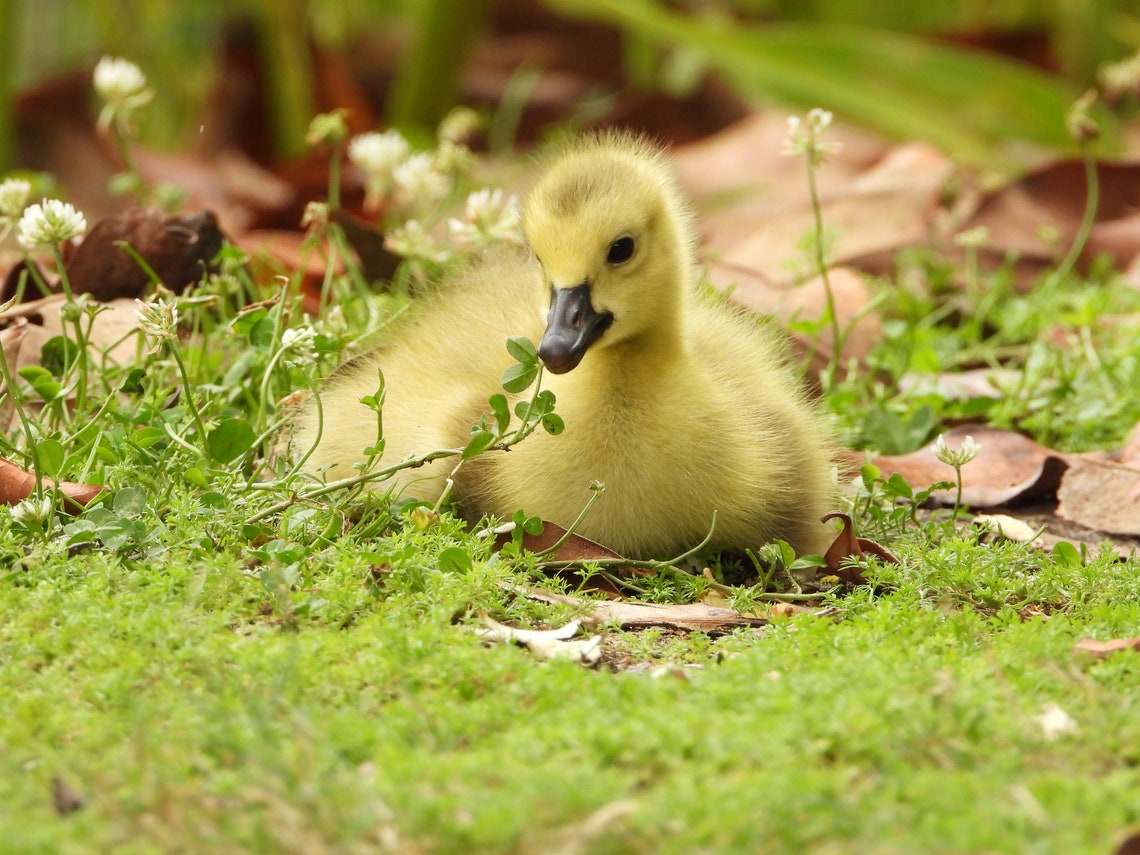 Cute Fuzzy Duckling Baby Animal Wildlife Photography Print - Etsy