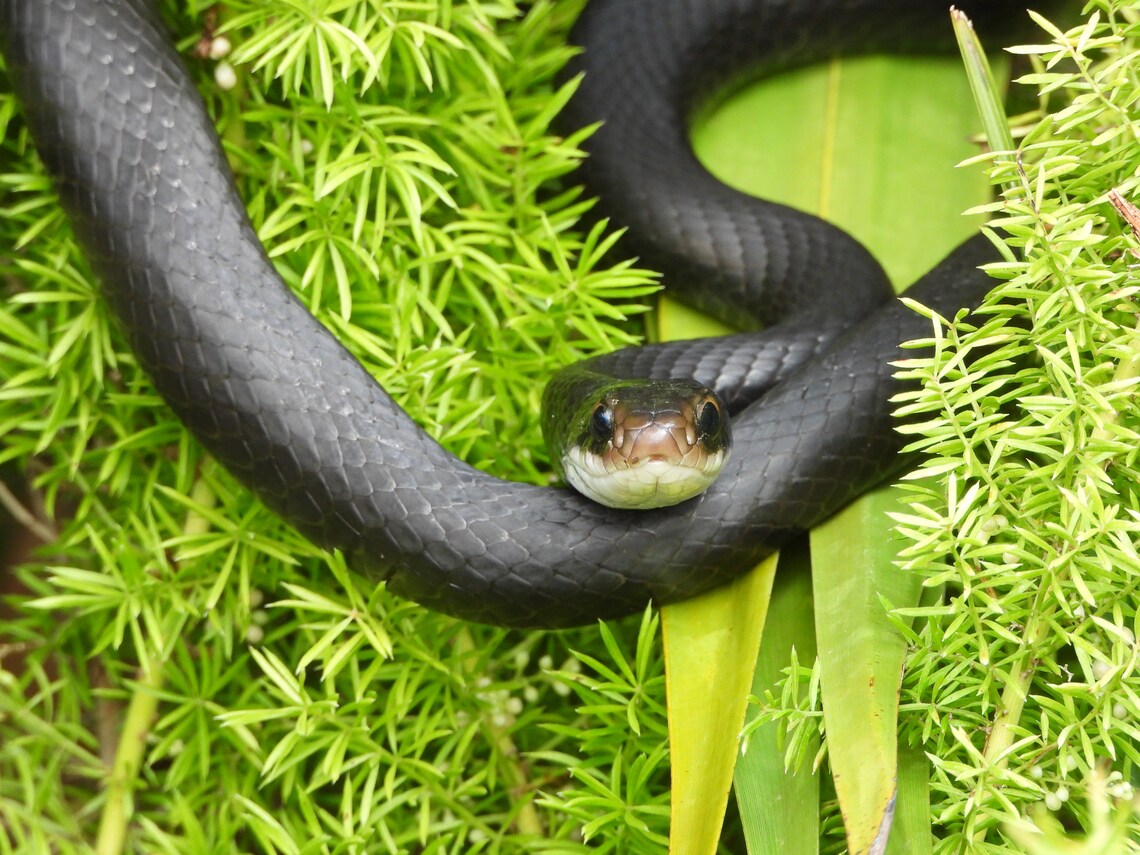 Cute Water Snake Animal Wildlife Photography Print - Etsy