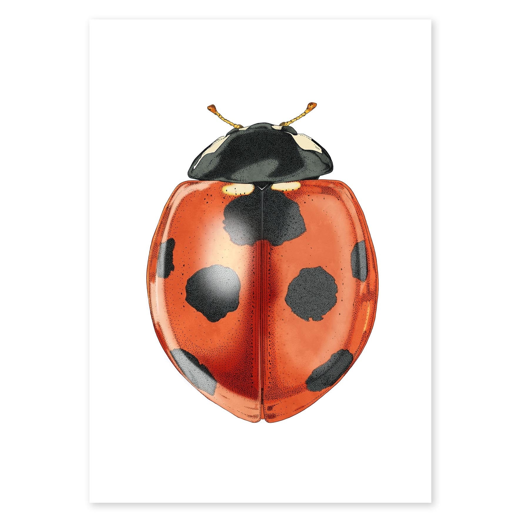 Lady Bug - Fine Art Print - Etsy