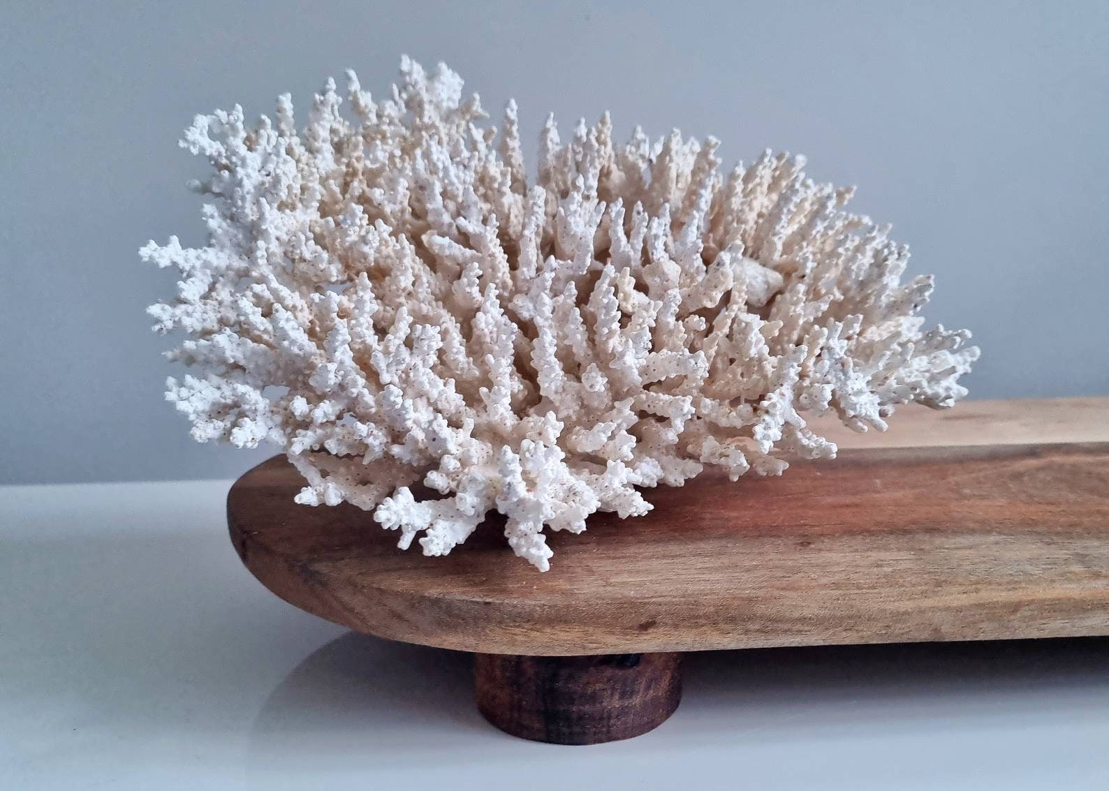 Real Coral Centrepiece. Ocean Reef Decor. - Etsy