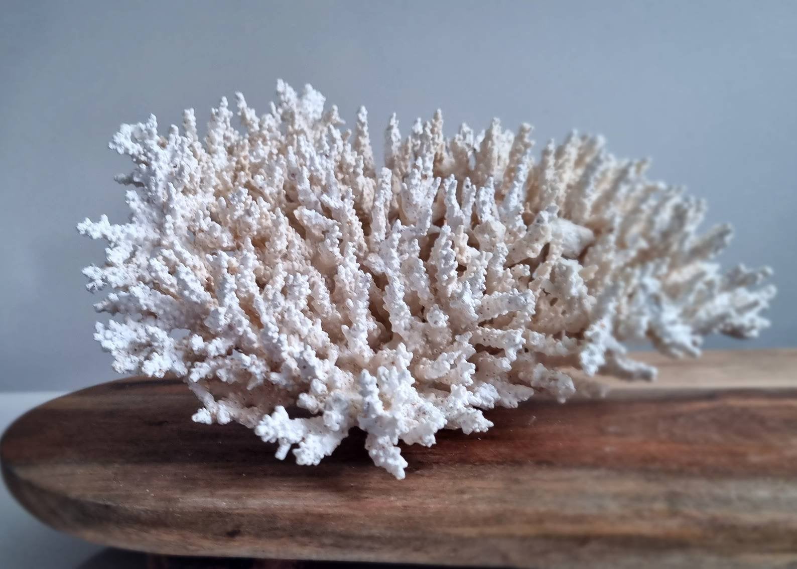 Real Coral Centrepiece. Ocean Reef Decor. - Etsy