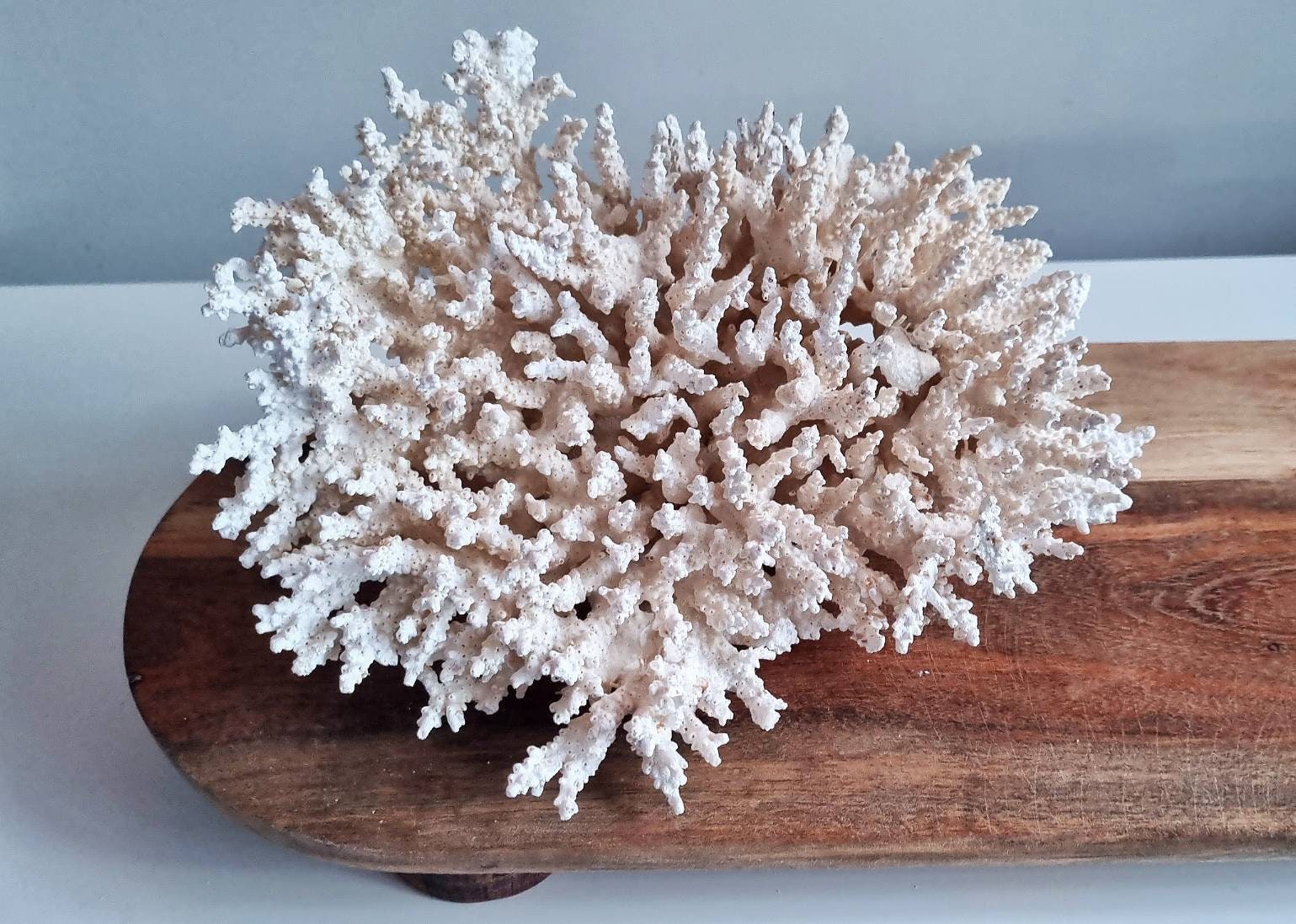 Real Coral Centrepiece. Ocean Reef Decor. - Etsy