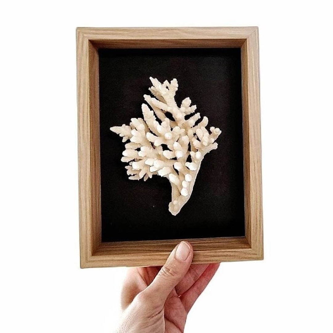 NATURAL Decor for Coastal Home. Coral Shadow Box. - Etsy