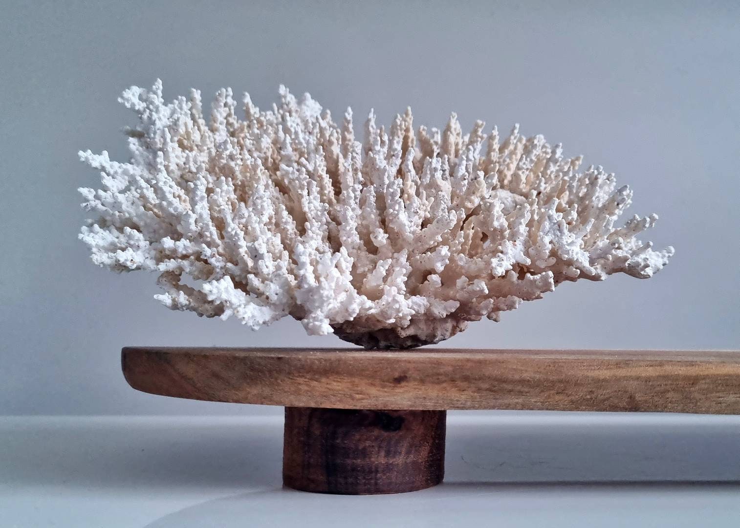 Real Coral Centrepiece. Ocean Reef Decor. - Etsy