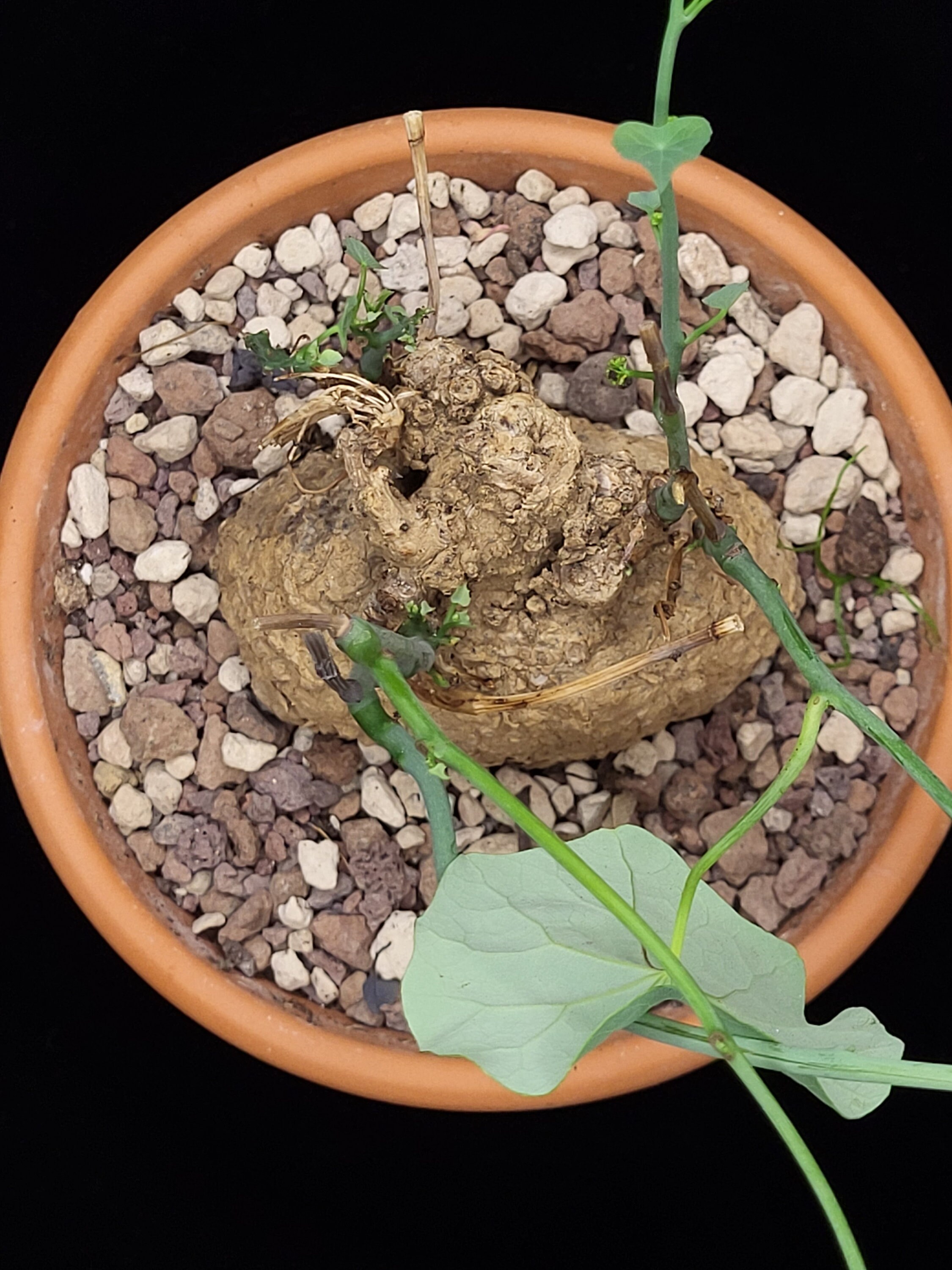 Stephania Erecta Pot 13.5cm Caudex 8cm - Etsy UK